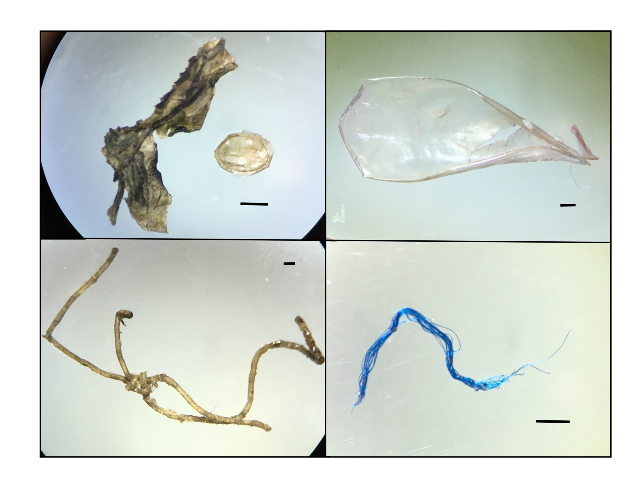 More evidence of plastics harm to Florida manatees - The New Lede