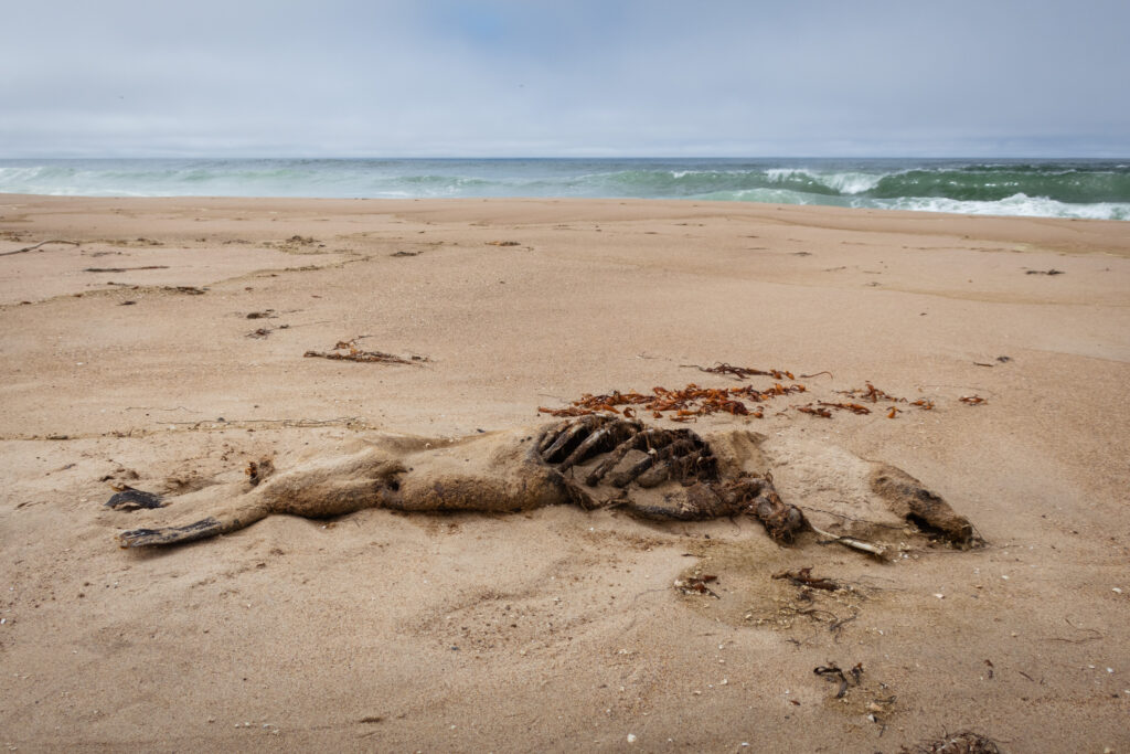 Algae bloom kills hundreds of sea lions off California - The New Lede