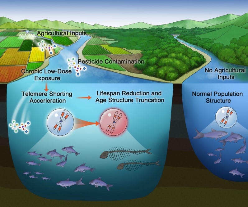 Long-term exposure to a common pesticide speeds up aging in fish, study ...